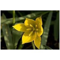 Tarbeklaasi pokaalid "Lotta" 6TK.-kujundaja Eino Mäelt.!! (188191559 ...