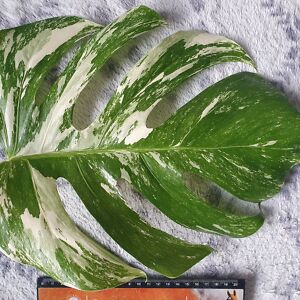 Toataimed - Leht 1 - Osta.ee