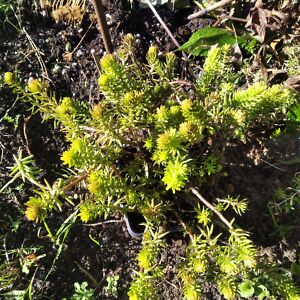 Taimed ja istikud - Leht 1 - Osta.ee