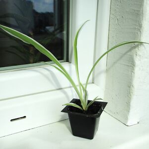 Toataimed - Leht 1 - Osta.ee