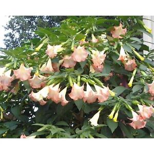 Toataimed - Leht 1 - Osta.ee