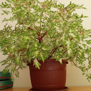 Toataimed - Leht 1 - Osta.ee