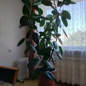 Toataimed - Leht 1 - Osta.ee