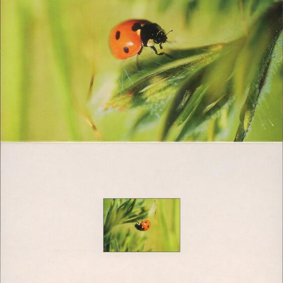 Lepatriinu foto: Heiki Laan Huma (Loom037) (200672408) - Osta.ee