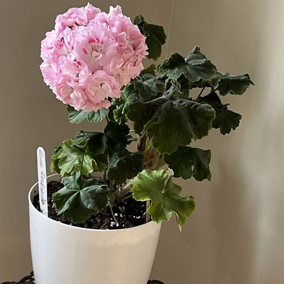 Pelargoon haruldus/пеларгония ШИК ФРИВОЛИТЕ/šik Frivolite (202996583 ...