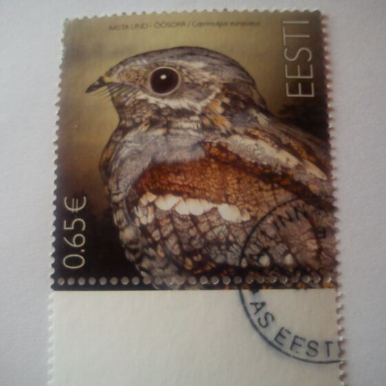 723-17.10.2019 Aasta lind - öösorr (templiga) (215418120) - Osta.ee