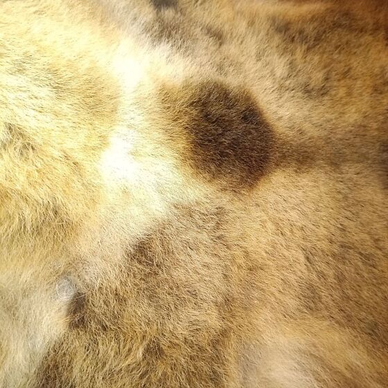 Karuvaip (227799150) - Osta.ee