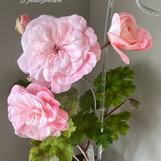 Rare Pelargoon /пеларгония Leona Galaktika (197690252) - Osta.ee