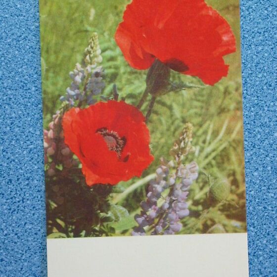 postkaart aastast 1974, lilled, idamagun, moon, puhas (217514871) - Osta.ee