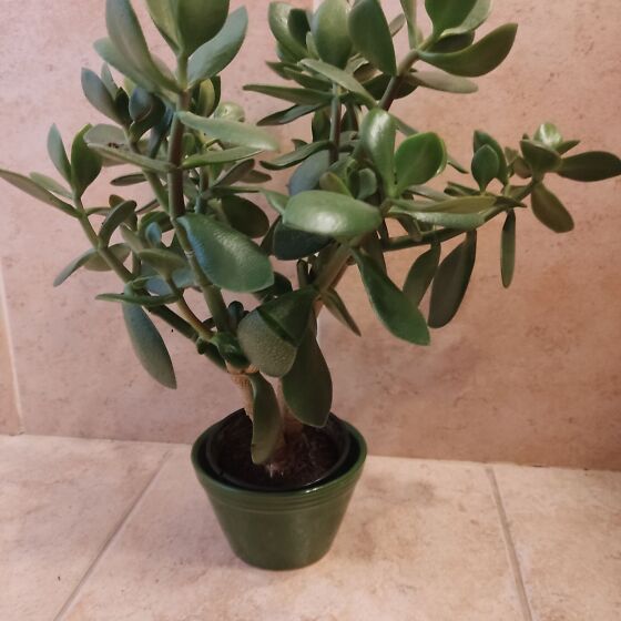 Rahapuu, ahvileivapuu, turdleht, kõrgus poti põhjast 39 cm (222793392 ...