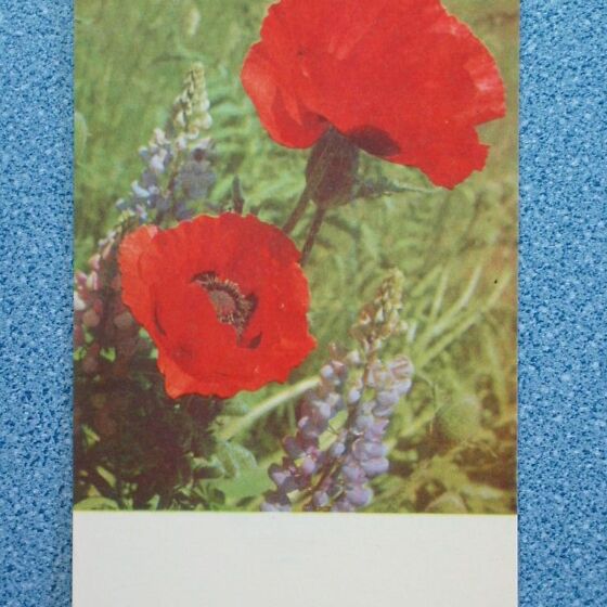 postkaart aastast 1974, lilled,idamagun, moon, puhas (198352321) - Osta.ee