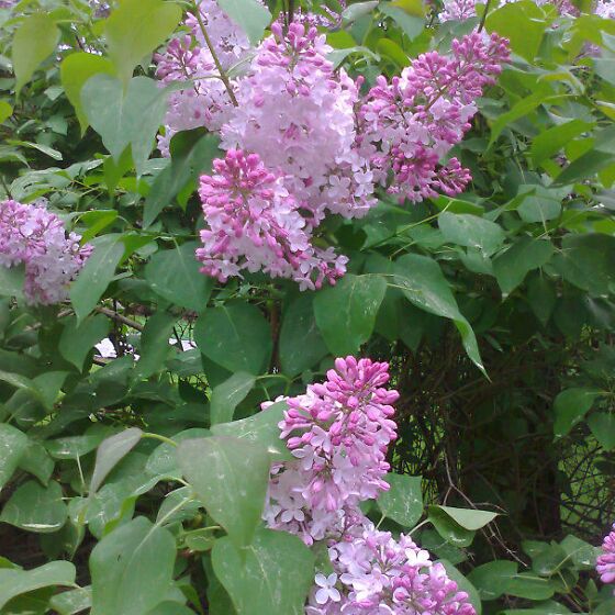 KREEMIKA SIRELI ISTIK (196961836) - Osta.ee