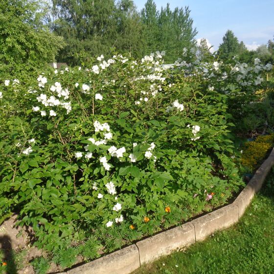 jasmiin (199386000) - Osta.ee