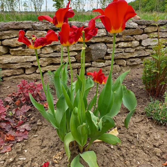 Punane tulp, umbes 6 sibulat (195489994) - Osta.ee