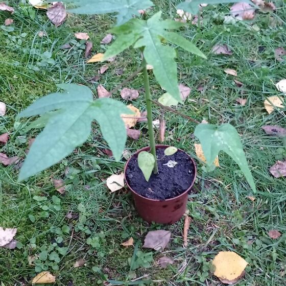 Papaia taimed (201481476) - Osta.ee