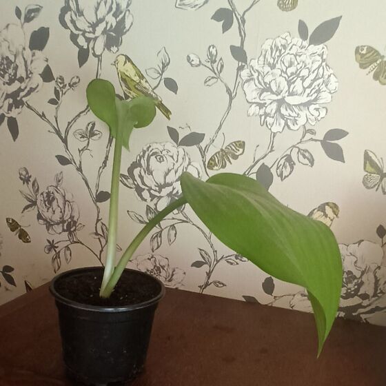 Meelistäht, noor taim potis. (211809254) - Osta.ee