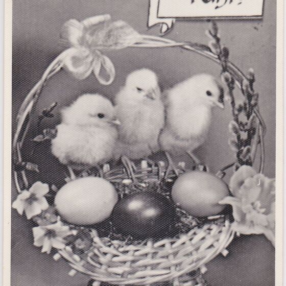 FOTOKAART HÄID KEVADPÜHI! TIBUD KORVIS (196648779) - Osta.ee