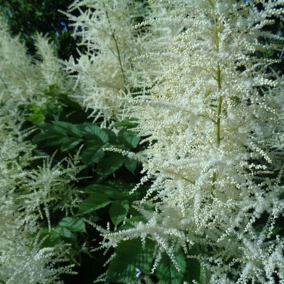 kitseenelas, püsik (196174214) - Osta.ee