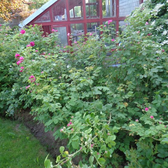 lõhnav kibuvits (197562286) - Osta.ee