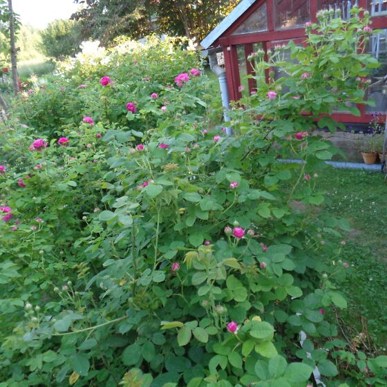 lõhnav kibuvits (197562286) - Osta.ee