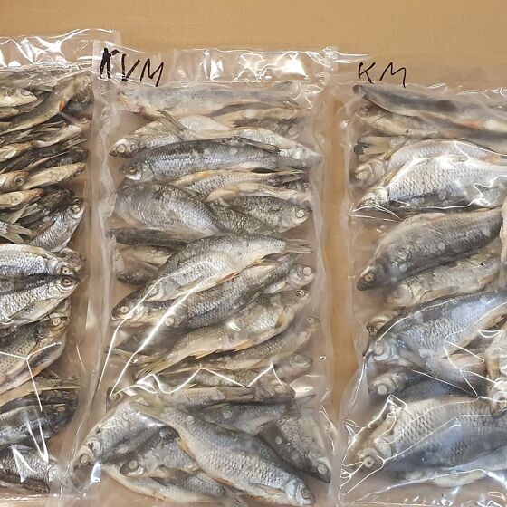 Kuivatatud kala. särg/vobla 1KG, väiksed kalad (202175518) - Osta.ee