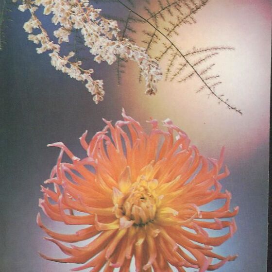 Postkaart lilled (199746632) - Osta.ee