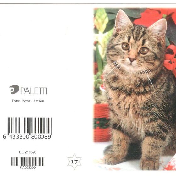 Postkaart kassid (200525268) - Osta.ee