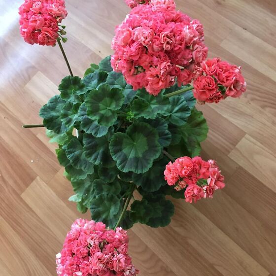 Rare Pelargoon!/ пеларгония Juzis Persei /Юзис-Персей (213830735) - Osta.ee