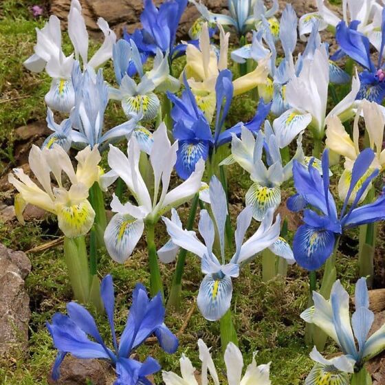 Võrkiiris (iris reticulata) mix sibulad (201758503) - Osta.ee