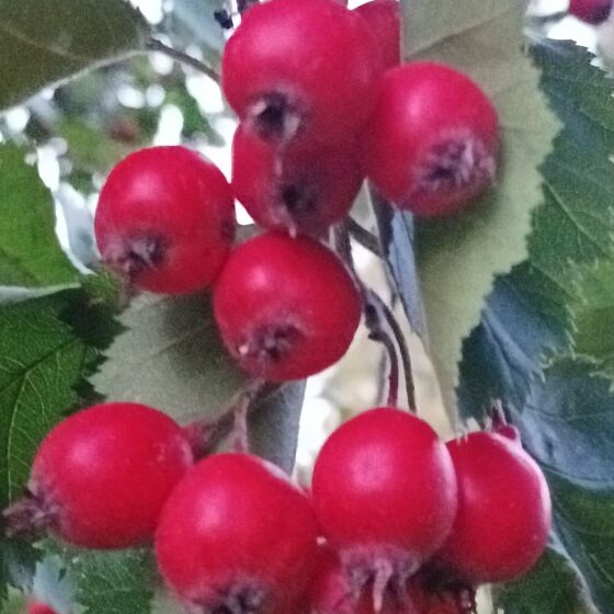 Viirpuu marjad, 0,5 kg (201247969) - Osta.ee