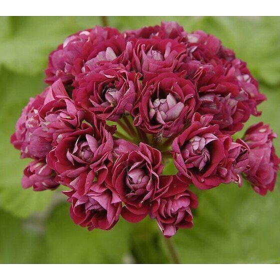 Swanland Pink Pelargoon/ roospelargoon, 1 taim (213150509) - Osta.ee