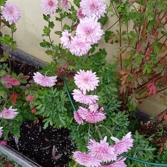 Krüsanteemi taimed 3tk. (196041699) - Osta.ee