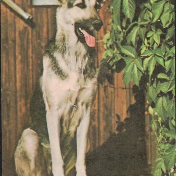 Postkaart koer Saksa lambakoer (183046896) - Osta.ee