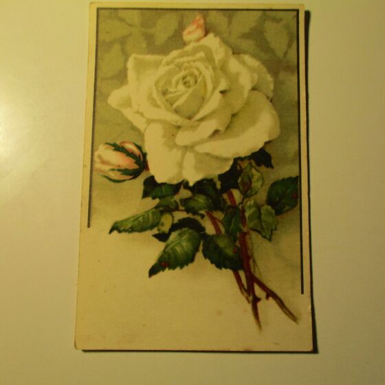 VALGE ROOS , 1 (199867630) - Osta.ee