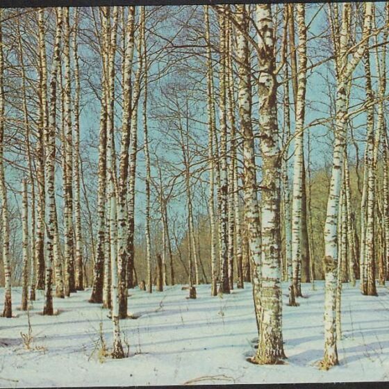 Postkaart kased A.Kriis 1979 (209534020) - Osta.ee