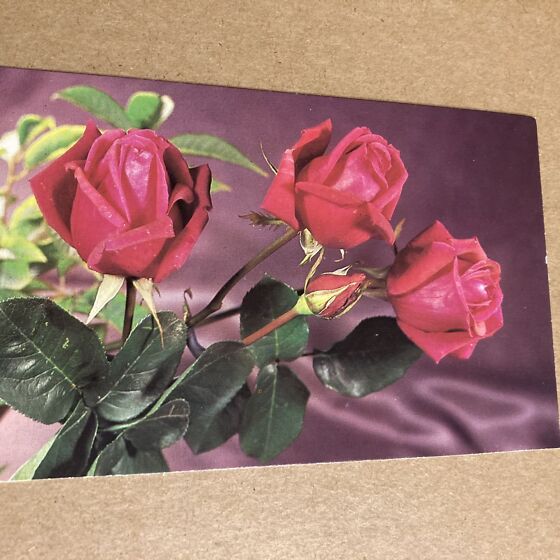 Postkaart roosid (198318366) - Osta.ee