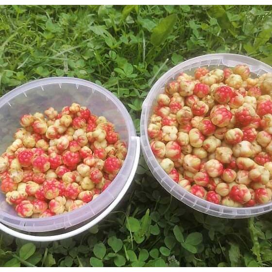 Murakad (214432751) - Osta.ee