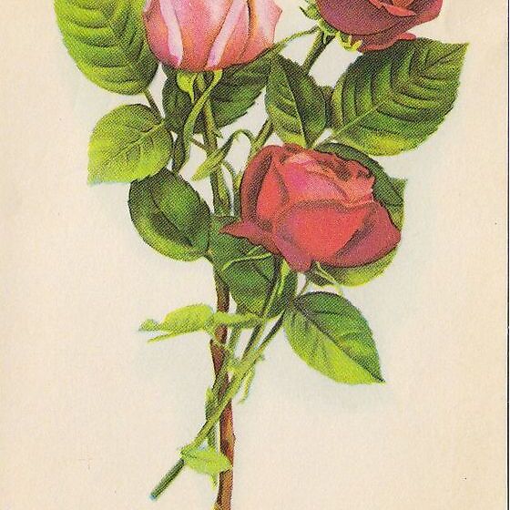 Roosid; postkaart 1975 (200379848) - Osta.ee