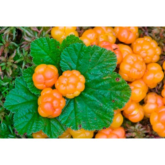 Murakad (214335383) - Osta.ee