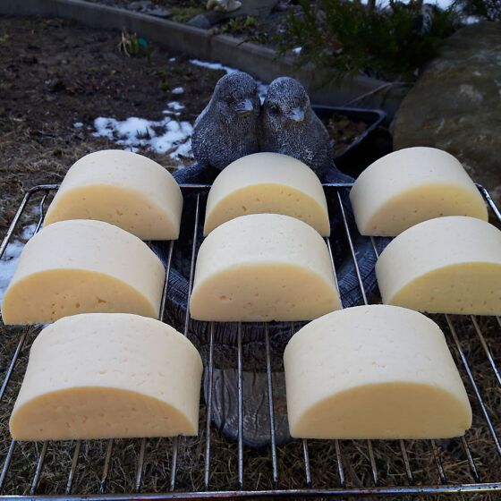 Suitsutatud juust (181118413) - Osta.ee