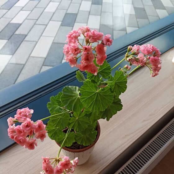 Roosikujuline pelargoon Grainger's Antique Rose lõike (233735915) - Osta.ee