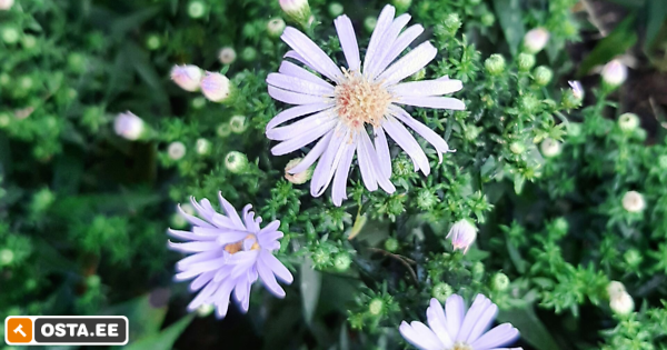 Osta.ee - oksjonid, e-poed ja Eesti Disain - rohkelt eripakkumisi - Osta.ee