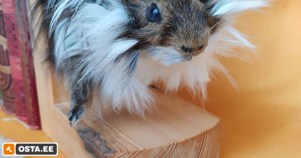 Topis. Raamatuhoidja-merisiga (187405954) - Osta.ee