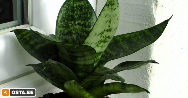 HAVISABA HAHNI Sansevieria hahnii (200979198) - Osta.ee