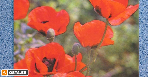 postkaart aastast 1975, lilled, mitmeaastane moon, puhas (196262542 ...