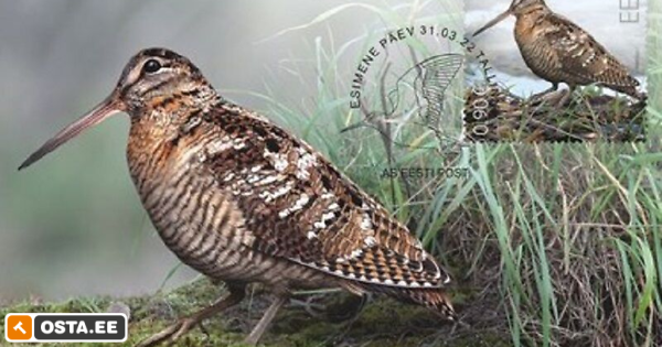 EESTI MAKSIKAART 2022 - Aasta lind - Metskurvits (199949222) - Osta.ee