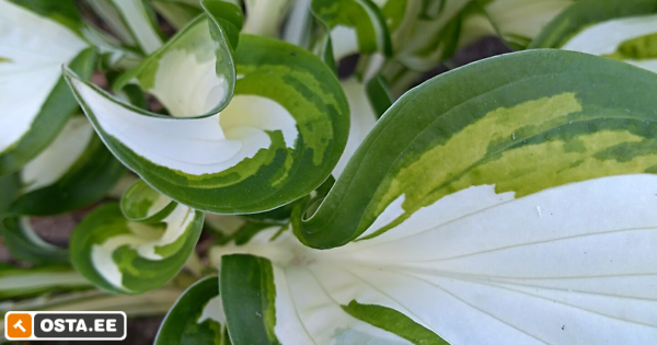 Hosta ( valge- roheline ) (212962008) - Osta.ee