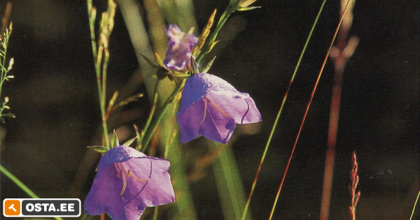 Postkaart Kelluke HUMA Foto: Mati Kose (K089) (209436731) - Osta.ee