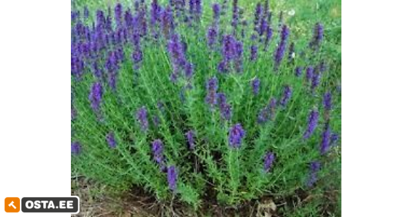 HARILIK IISOP(RAVITAIM-,MEE-,DEKORATIIVTAIM) (177764914) - Osta.ee