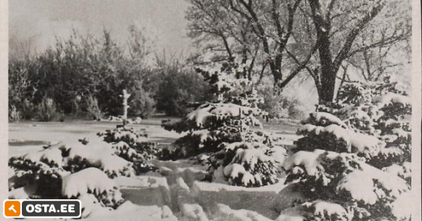 Väiksem foto talv (192425941) - Osta.ee
